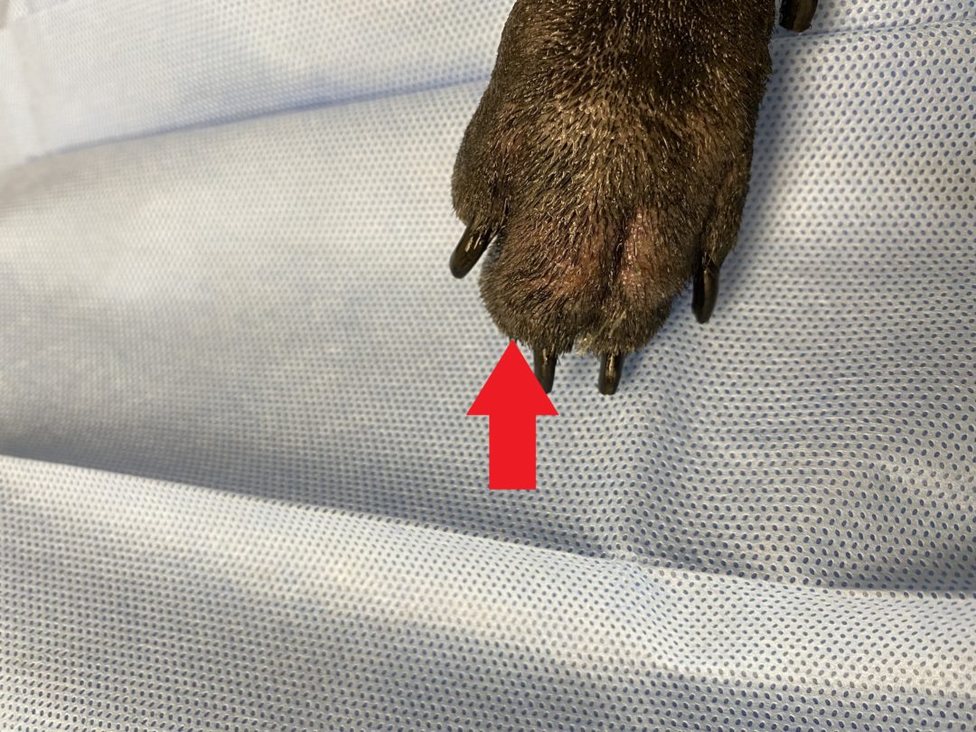 Why Would a Pet Need a Toe Amputation? - Harrisburg Regional Veterinary ...