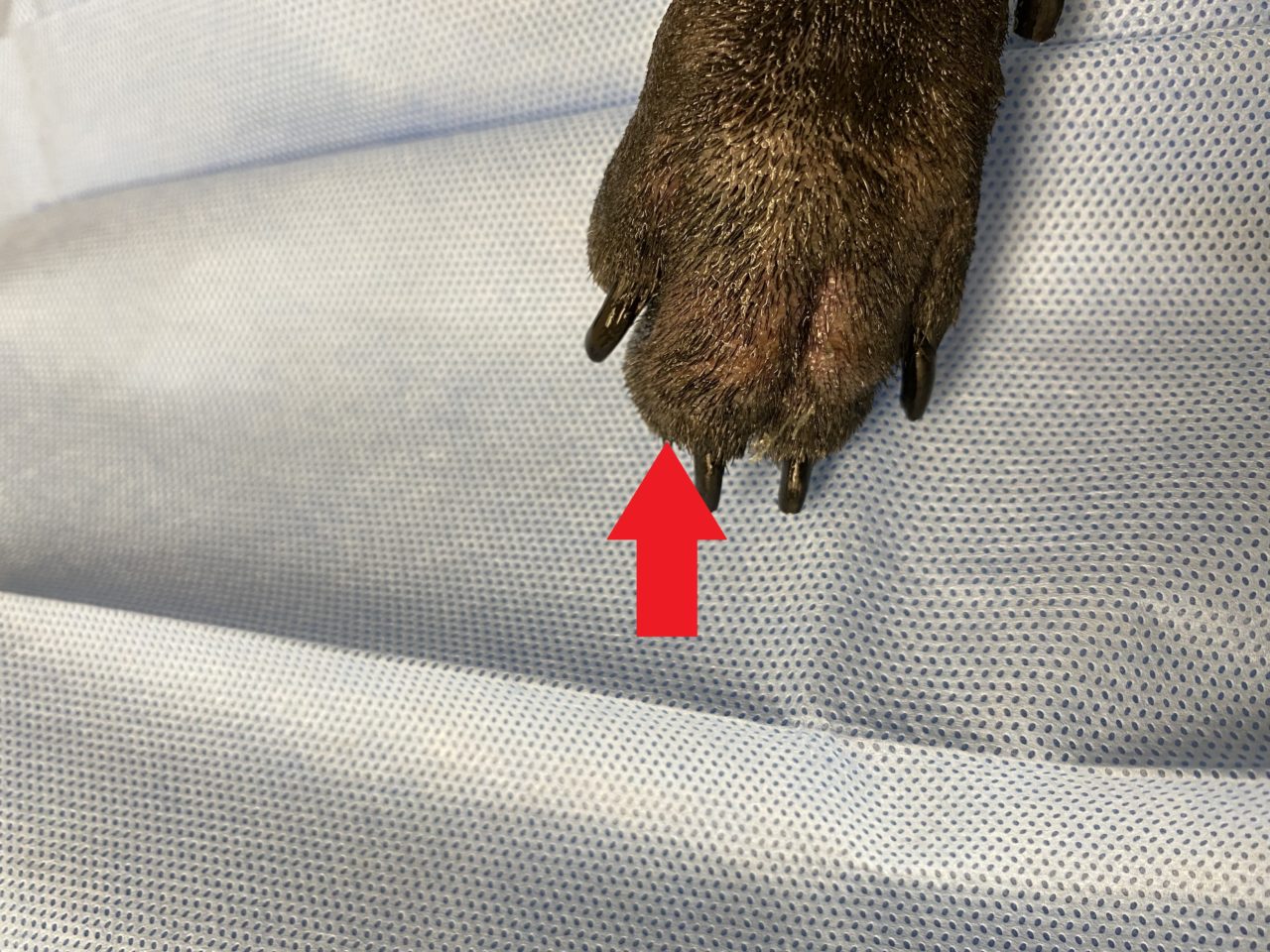 Why Would a Pet Need a Toe Amputation? - Harrisburg Regional Veterinary ...