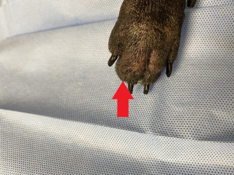 Why Would a Pet Need a Toe Amputation? - Harrisburg Regional Veterinary ...