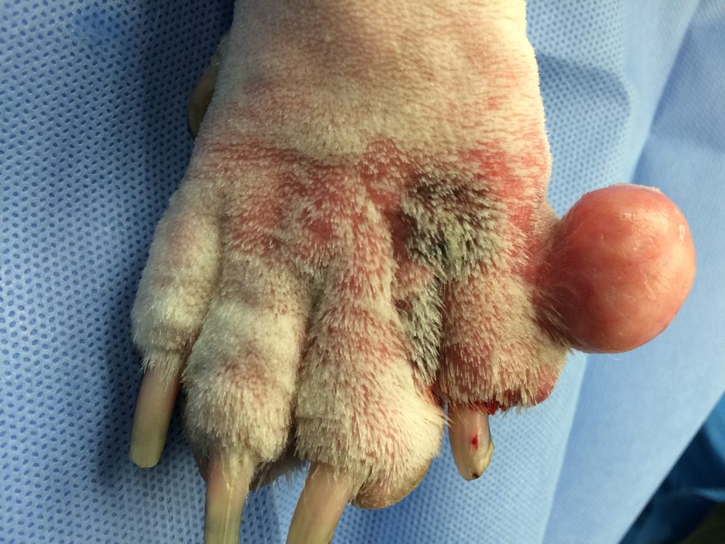 Why Would a Pet Need a Toe Amputation? - Harrisburg Regional Veterinary ...