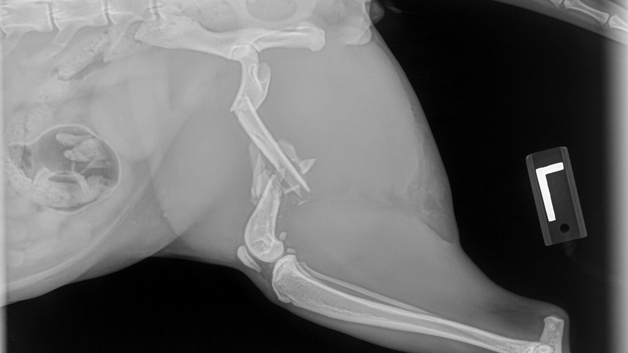 Didder the broken kitty makes a full recovery - Harrisburg Regional ...