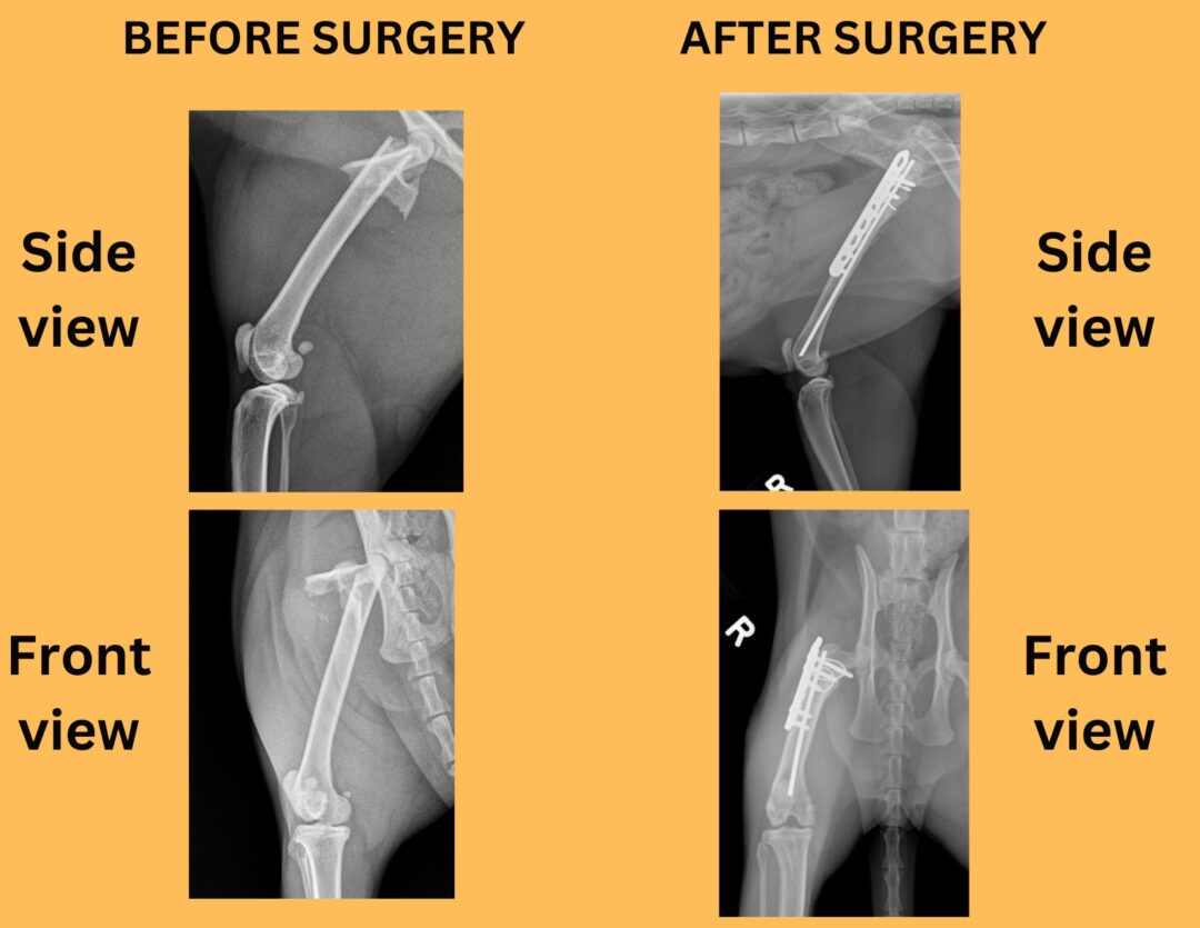 Our top 10 surgeries in cats and dogs in 2025 - Harrisburg Regional ...